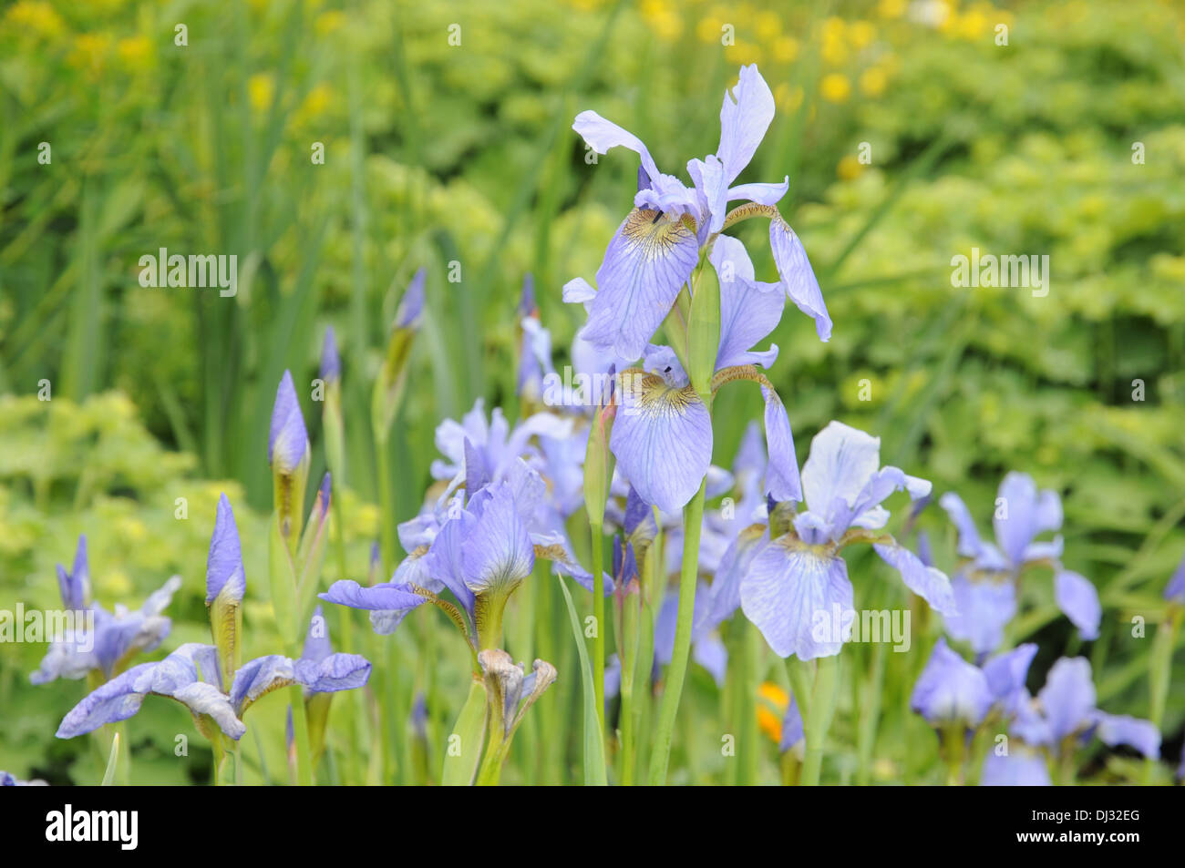 Siberian flag hi-res stock photography and images - Alamy