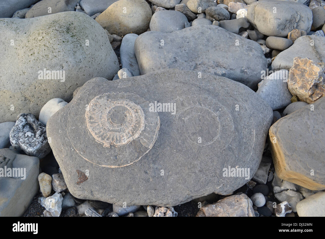 Monmouth Beach, Lyme Regis, Jurassic Coast, Dorset, England: Ammonite ...