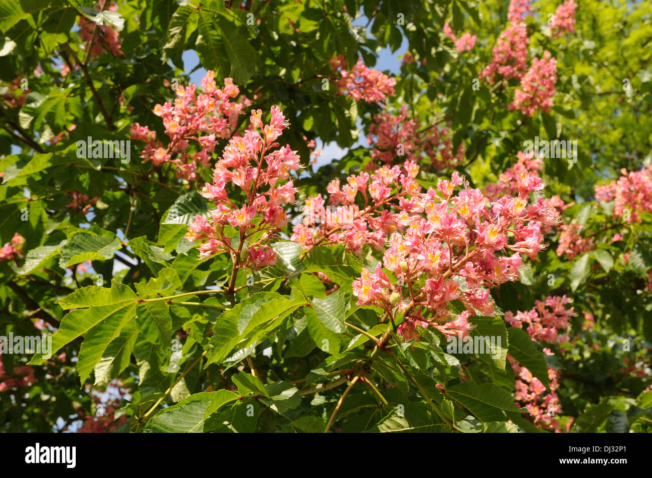 Rotblühende kastanie hi-res stock photography and images - Alamy