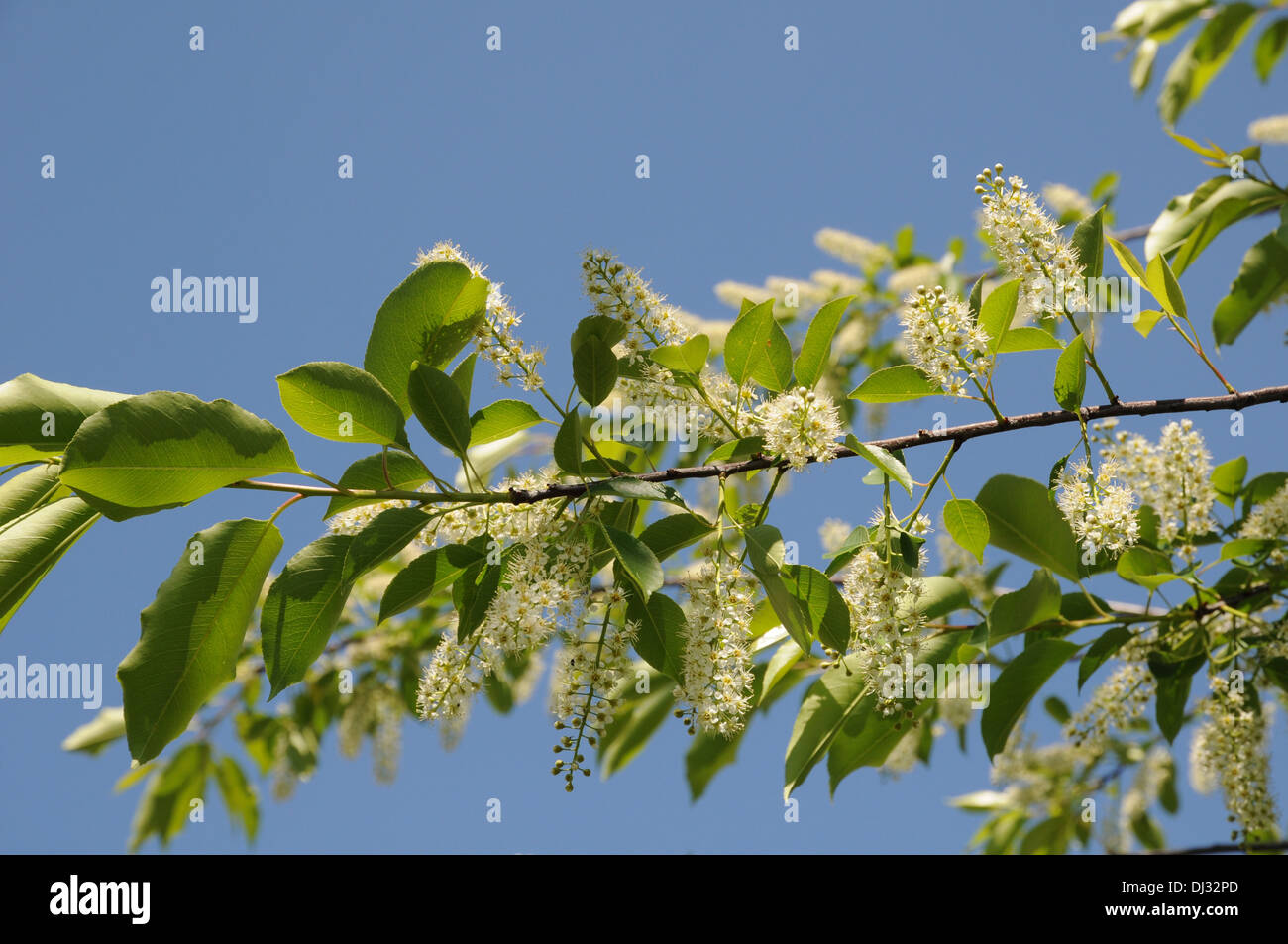 Rum cherry hi-res stock photography and images - Alamy