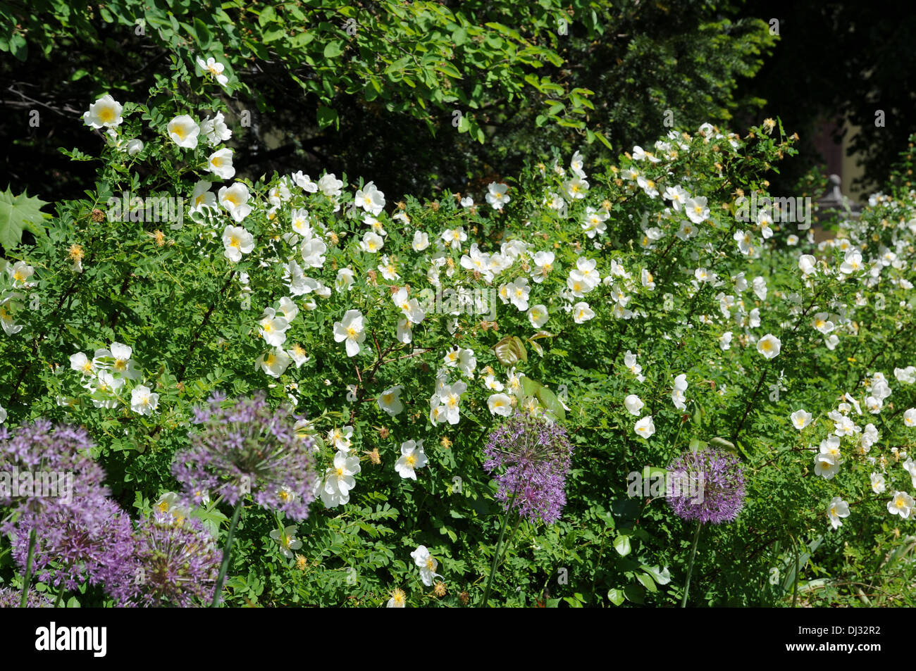 Bibernellrose hi-res stock photography and images - Alamy