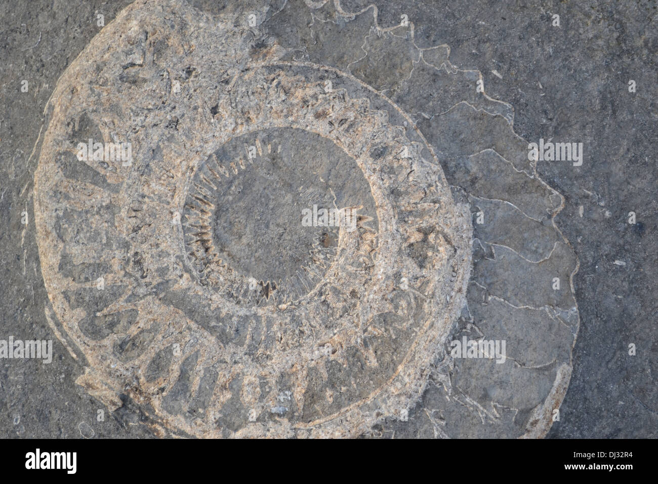 Monmouth Beach, Lyme Regis, Jurassic Coast, Dorset, England: Ammonite ... Monmouth Beach, Lyme Regis, Jurassic Coast, Dorset, England: Ammonite ...