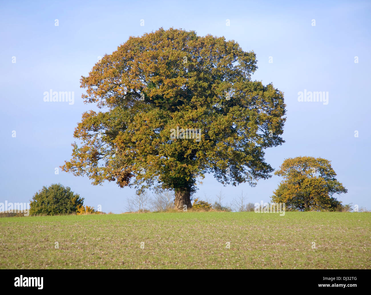 Large oaks hi-res stock photography and images - Alamy
