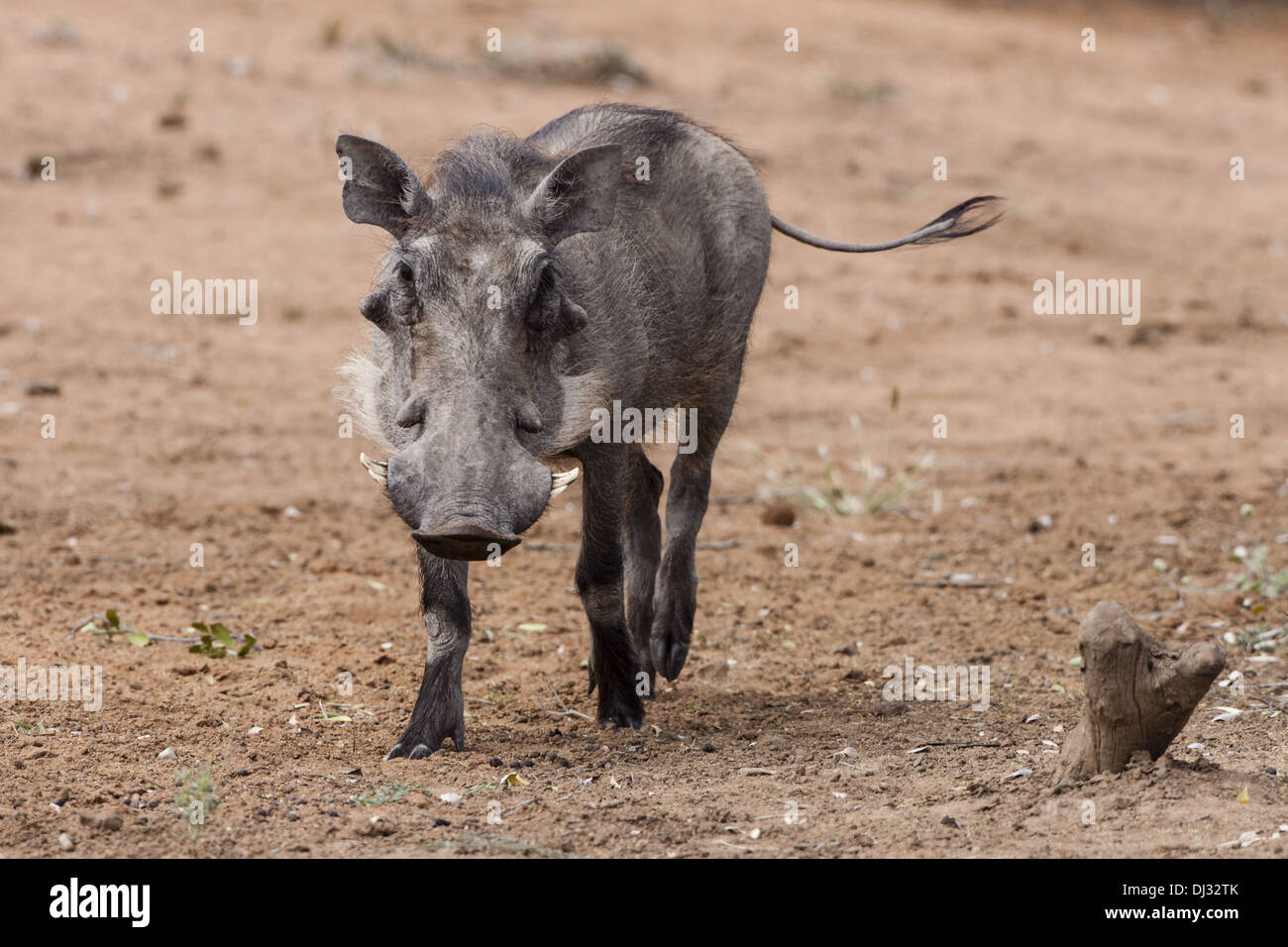 Pig (Phacochoerus africanus Stock Photo - Alamy