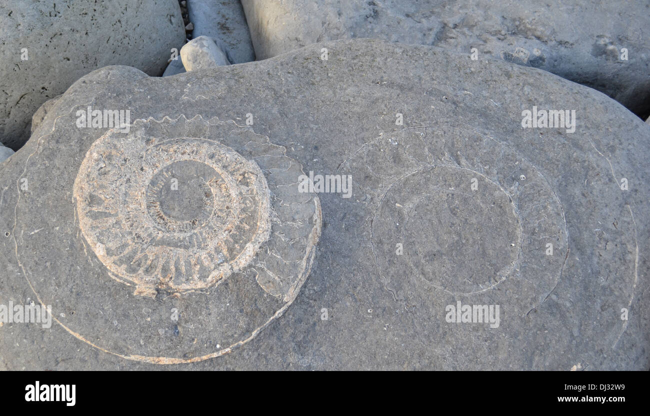 Monmouth Beach, Lyme Regis, Jurassic Coast, Dorset, England: Ammonite ... Monmouth Beach, Lyme Regis, Jurassic Coast, Dorset, England: Ammonite ...