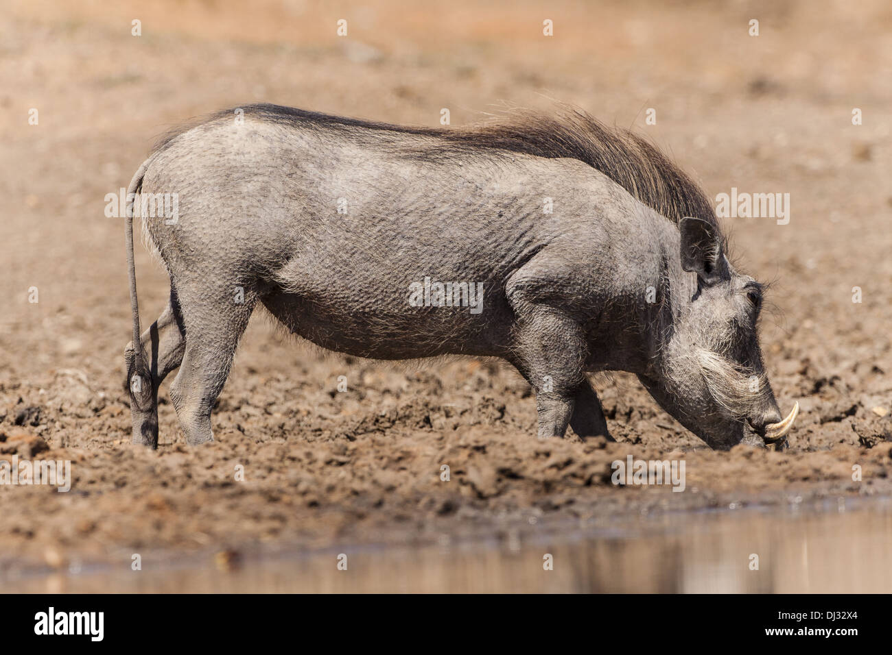 Suina real hi-res stock photography and images - Alamy