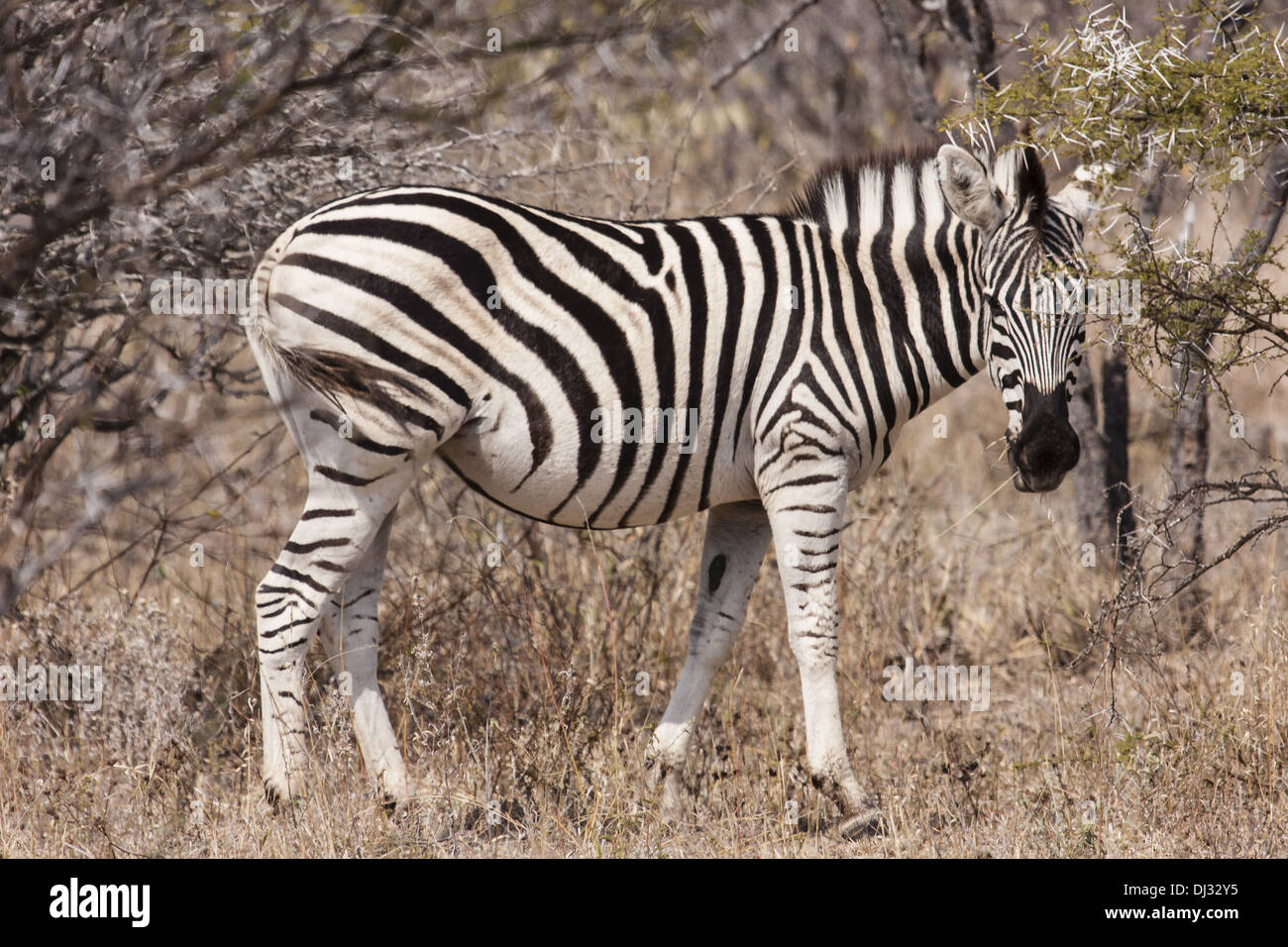 Plains Zebra (Equus quagga Stock Photo - Alamy