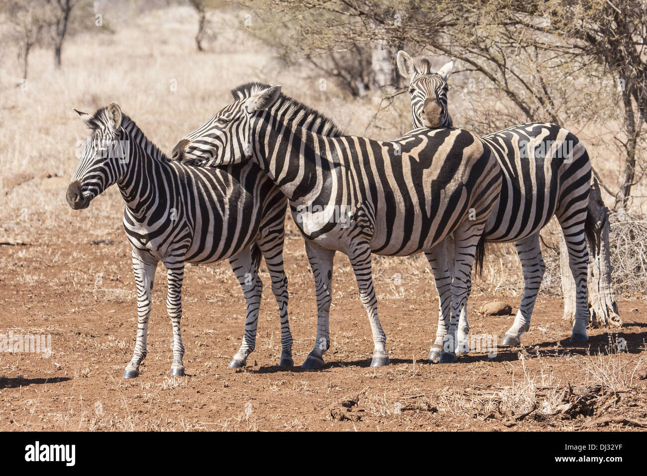 Plains Zebra (Equus quagga Stock Photo - Alamy