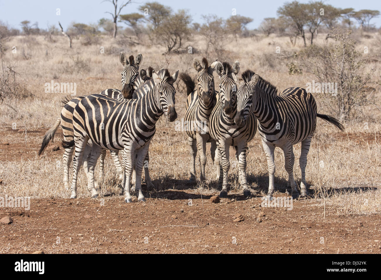 Zebra And Horses High Resolution Stock Photography and Images - Alamy