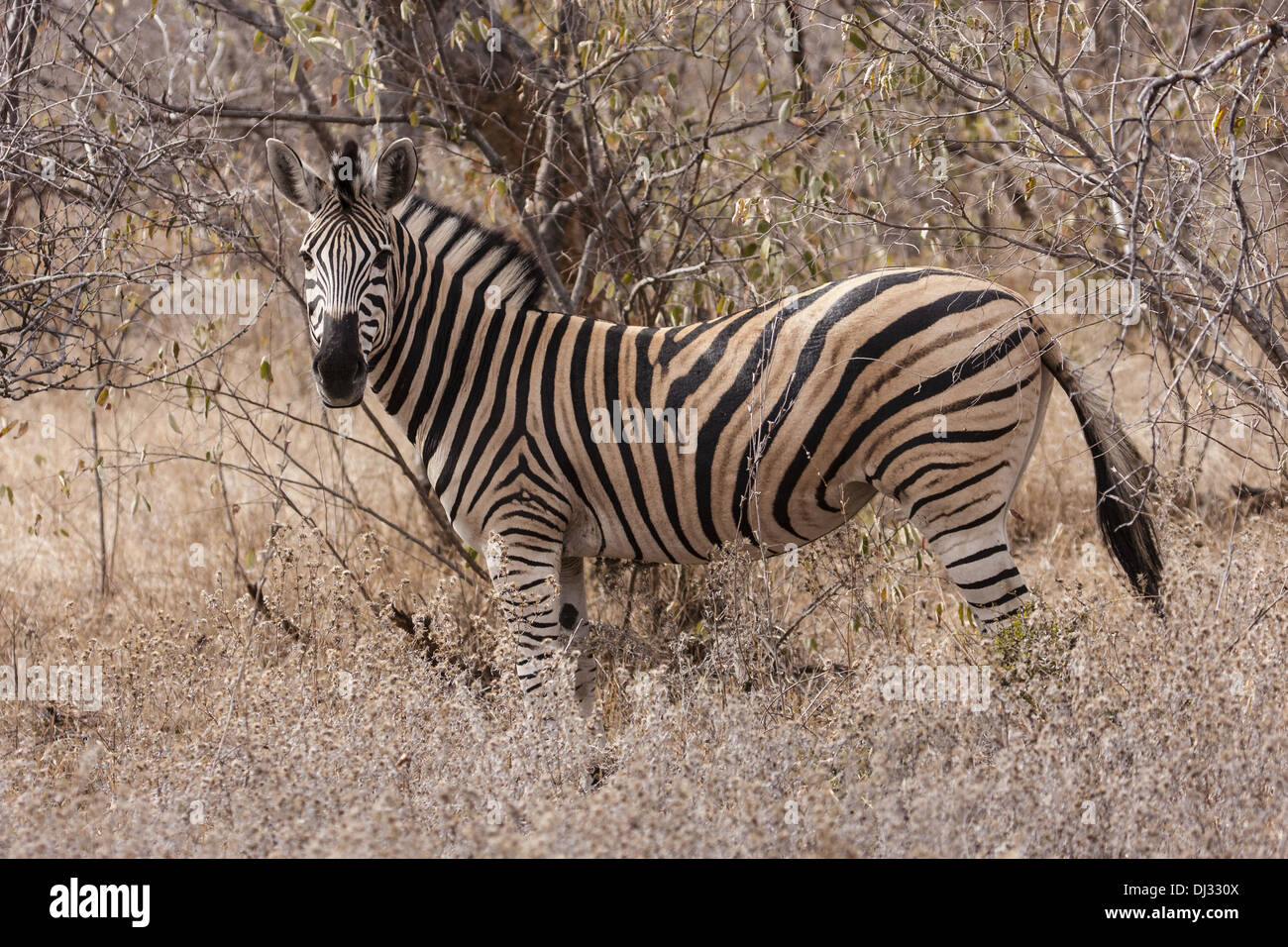 Plains Zebra (Equus quagga Stock Photo - Alamy