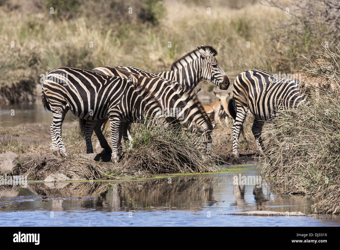 Plains Zebra (Equus quagga Stock Photo - Alamy