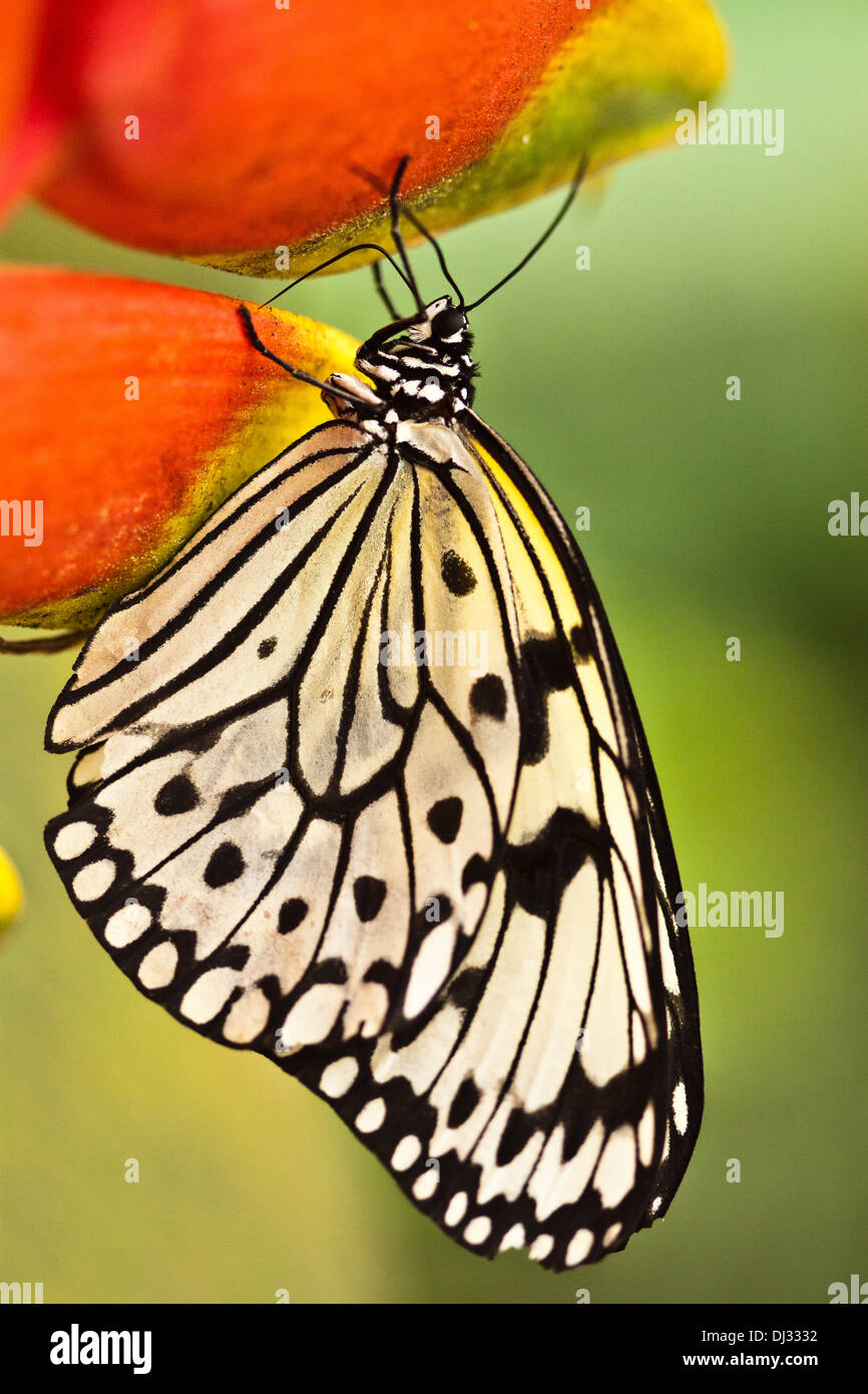 Paper Kite, Rice Paper (Idea leuconoe Stock Photo - Alamy