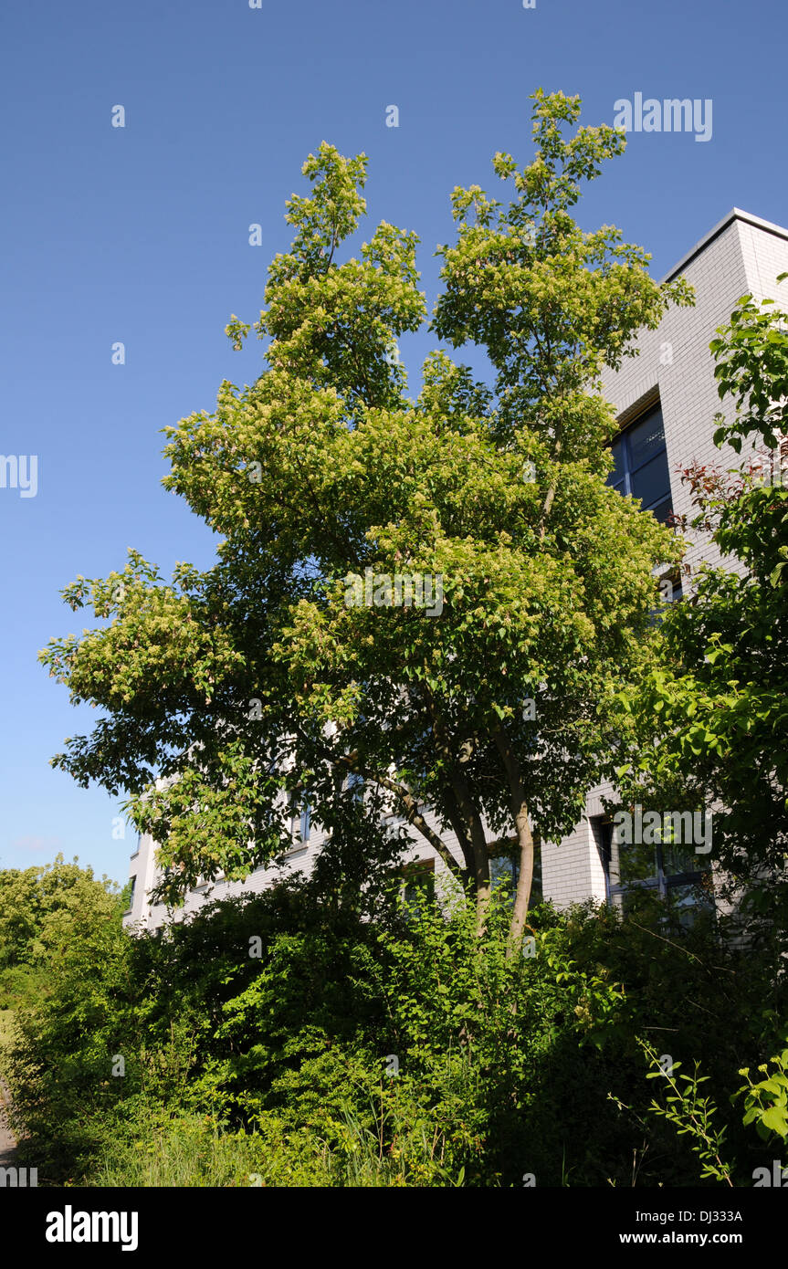 Amur maple hi-res stock photography and images - Alamy