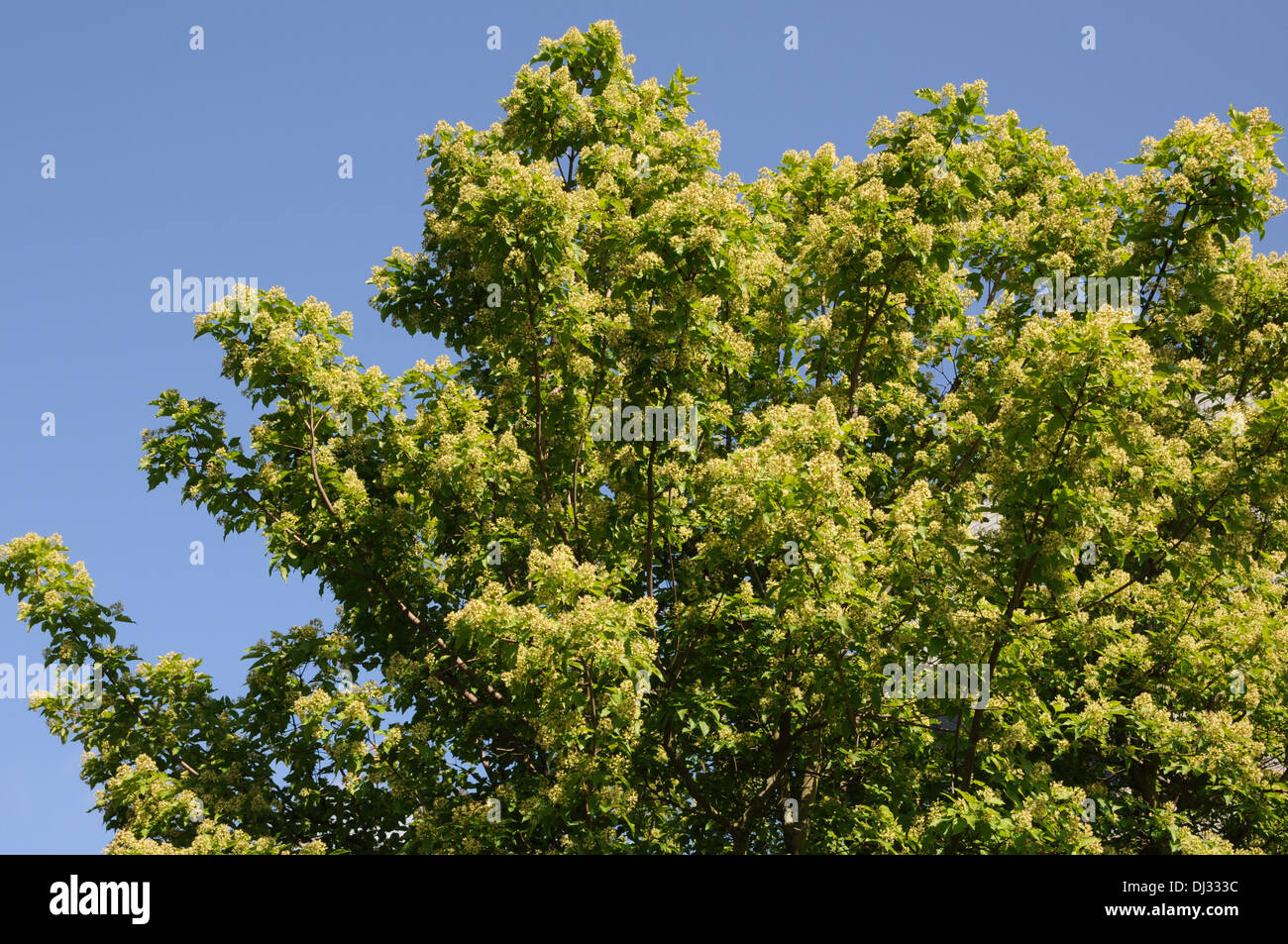 Amur maple hi-res stock photography and images - Alamy