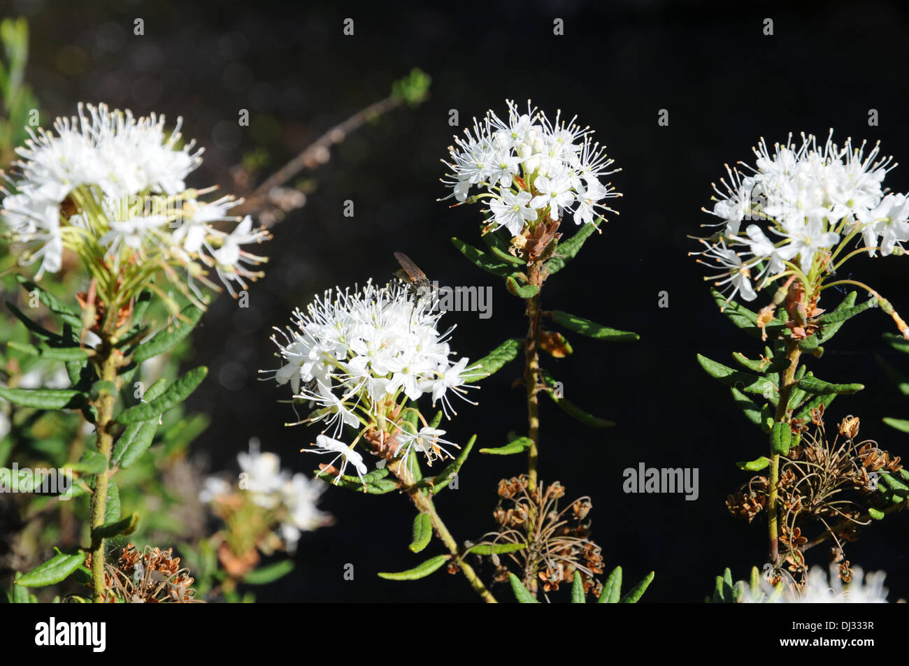 Labrador tea hi-res stock photography and images - Alamy