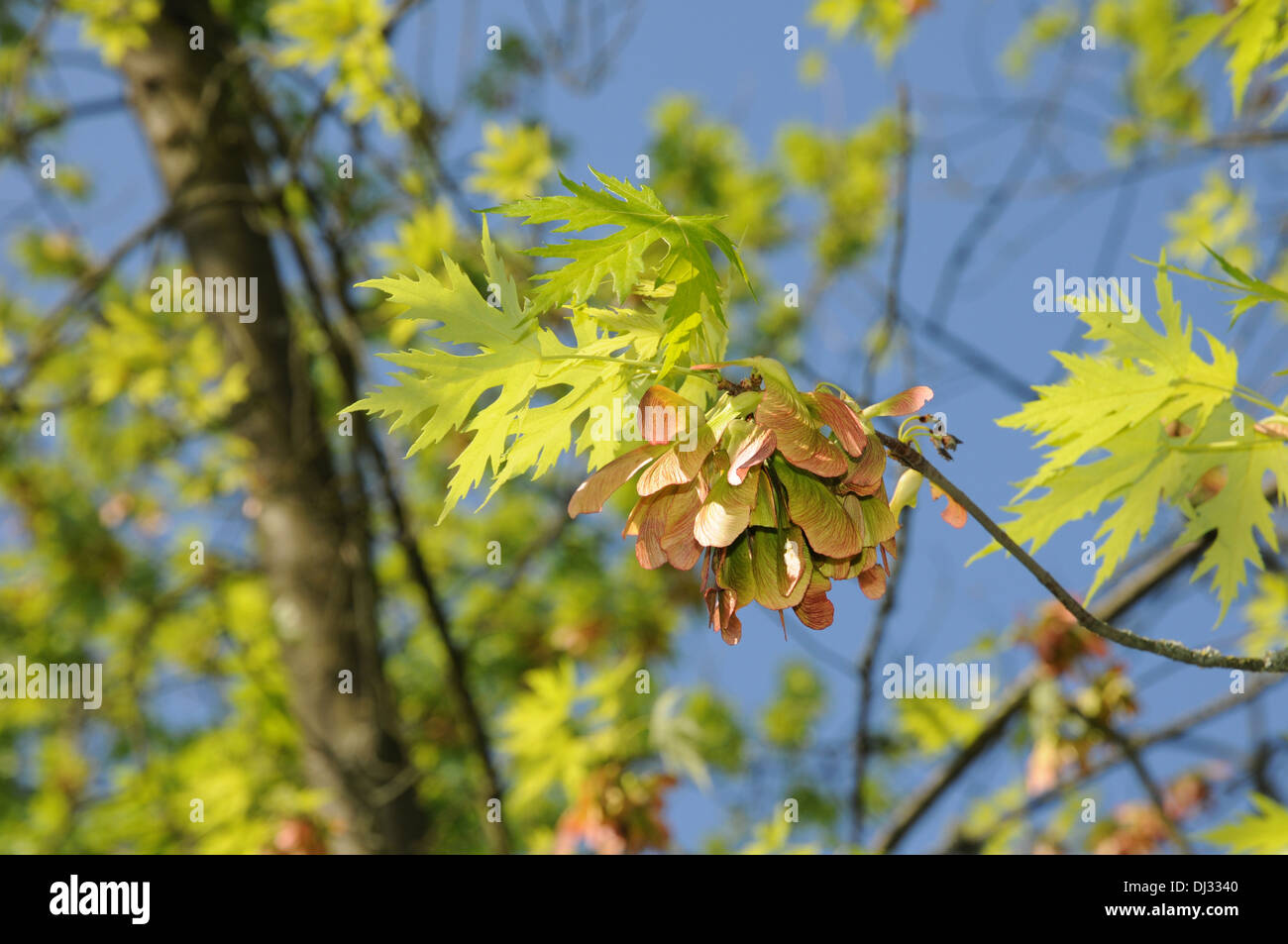 Silver maple trees hi-res stock photography and images - Alamy