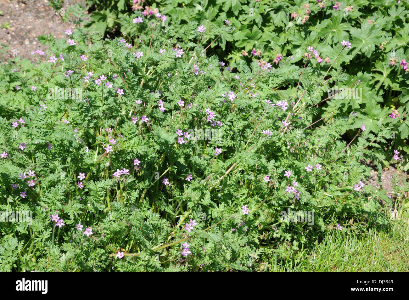Rock stork's bill hi-res stock photography and images - Alamy