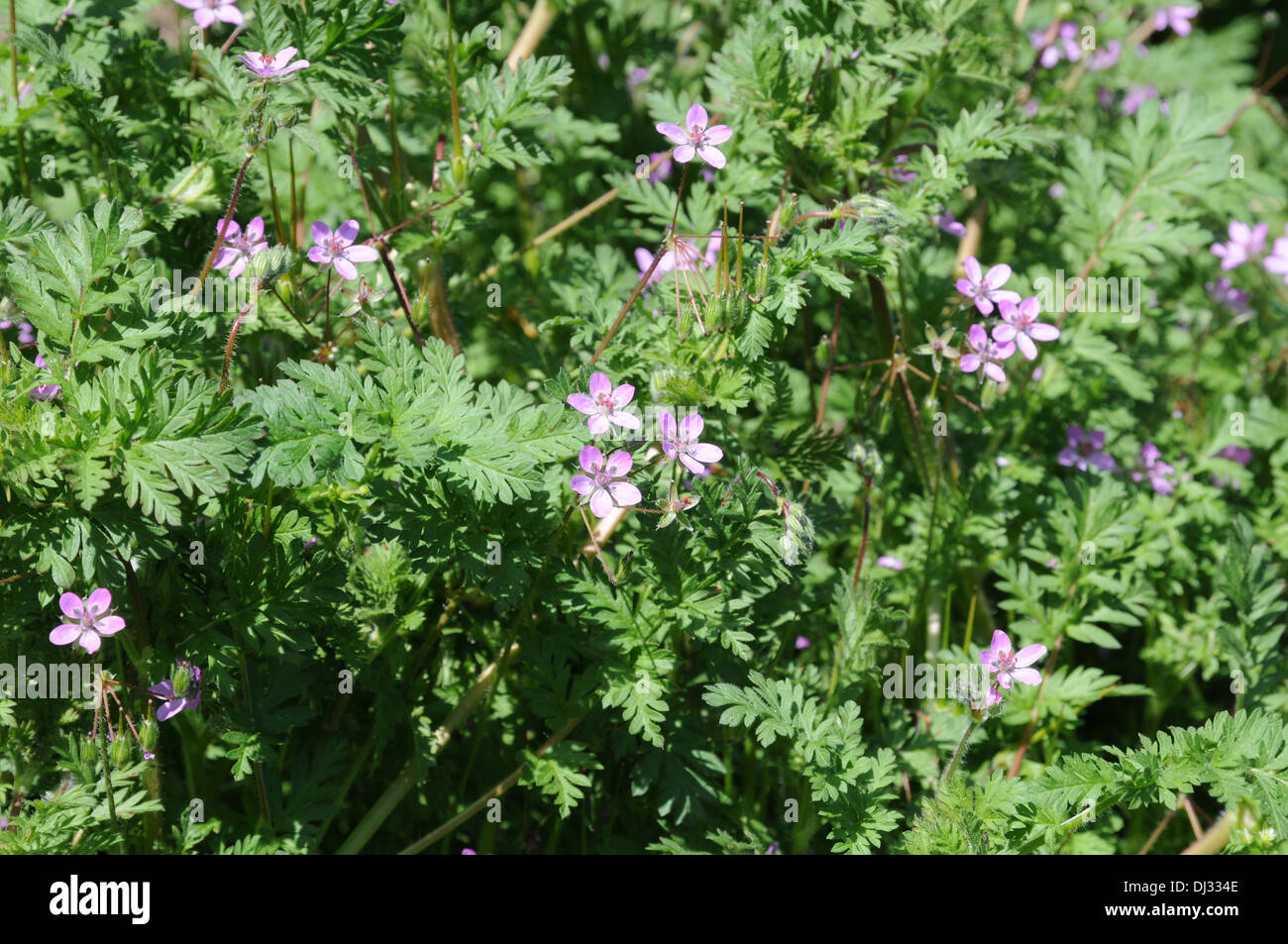 Filaree storksbill hi-res stock photography and images - Alamy