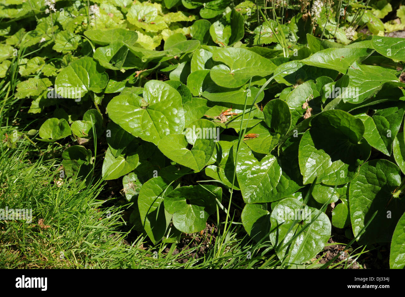 Wild ginger asarum caudatum hi-res stock photography and images - Alamy