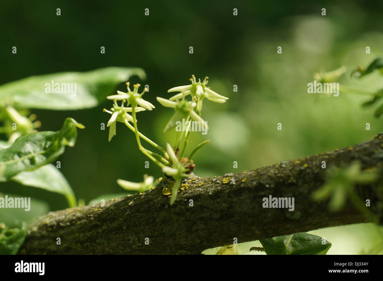 Spindle Flowers High Resolution Stock Photography and Images - Alamy