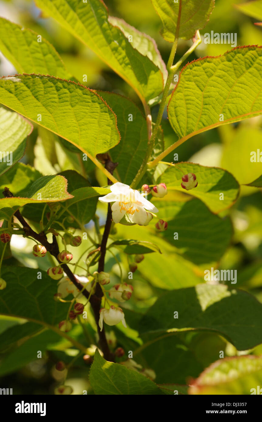 Woody vines hi-res stock photography and images - Alamy