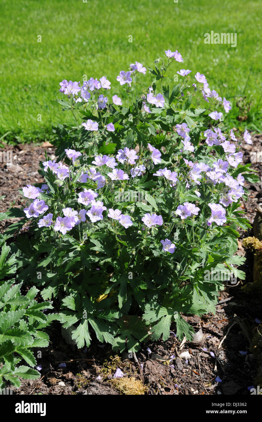 Spotted geranium hi-res stock photography and images - Alamy