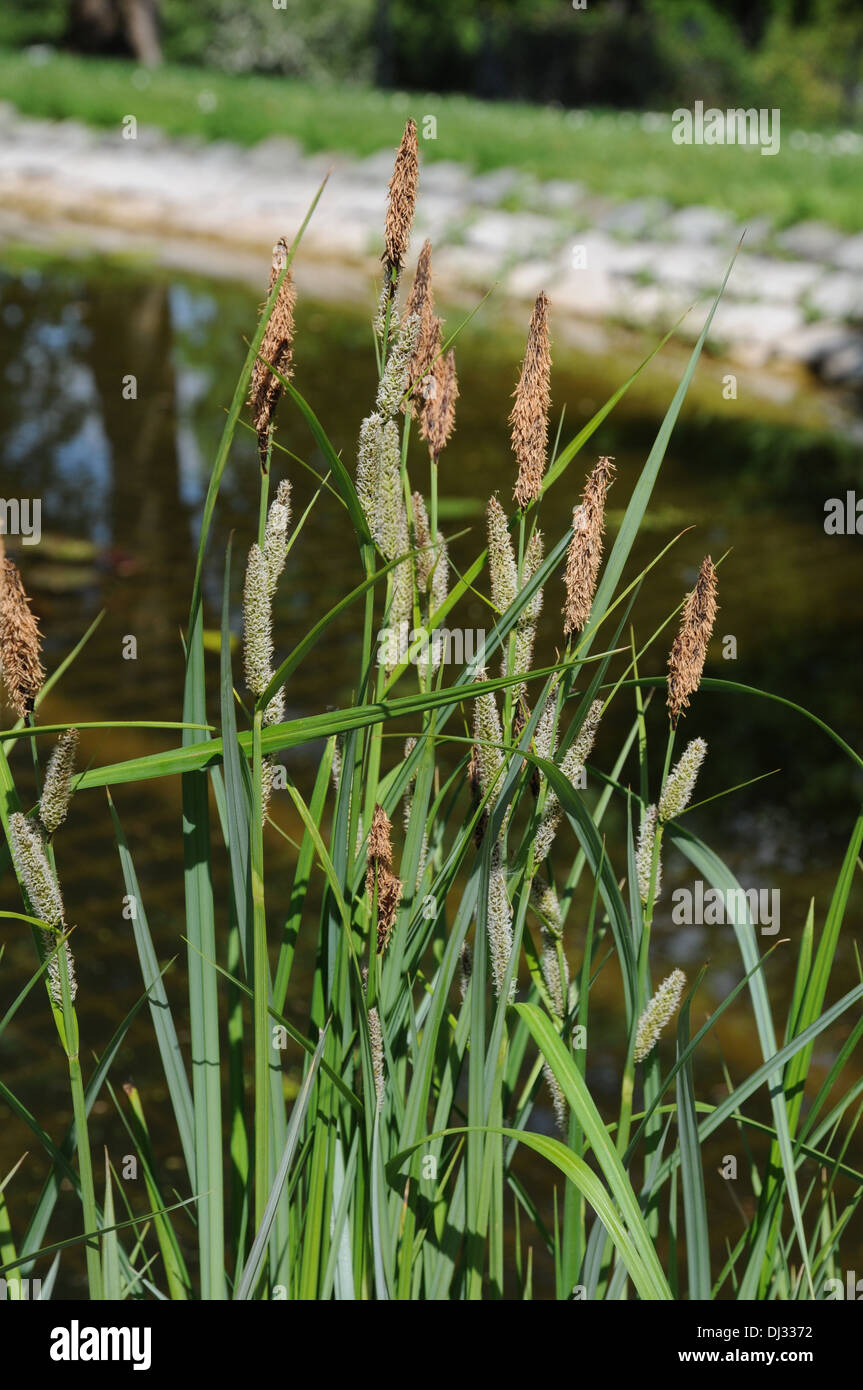 Hohe segge hi-res stock photography and images - Alamy