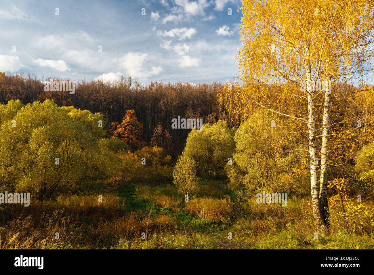 Olden tree hi-res stock photography and images - Alamy