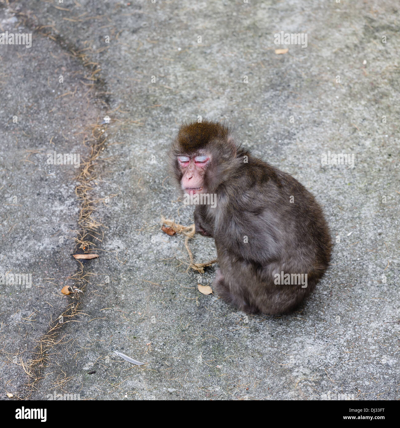 Japanese wild mammals hi-res stock photography and images - Alamy