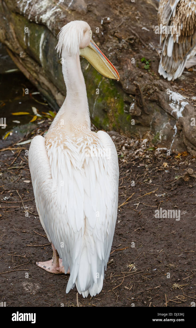 Wildlife pelican hi-res stock photography and images - Alamy