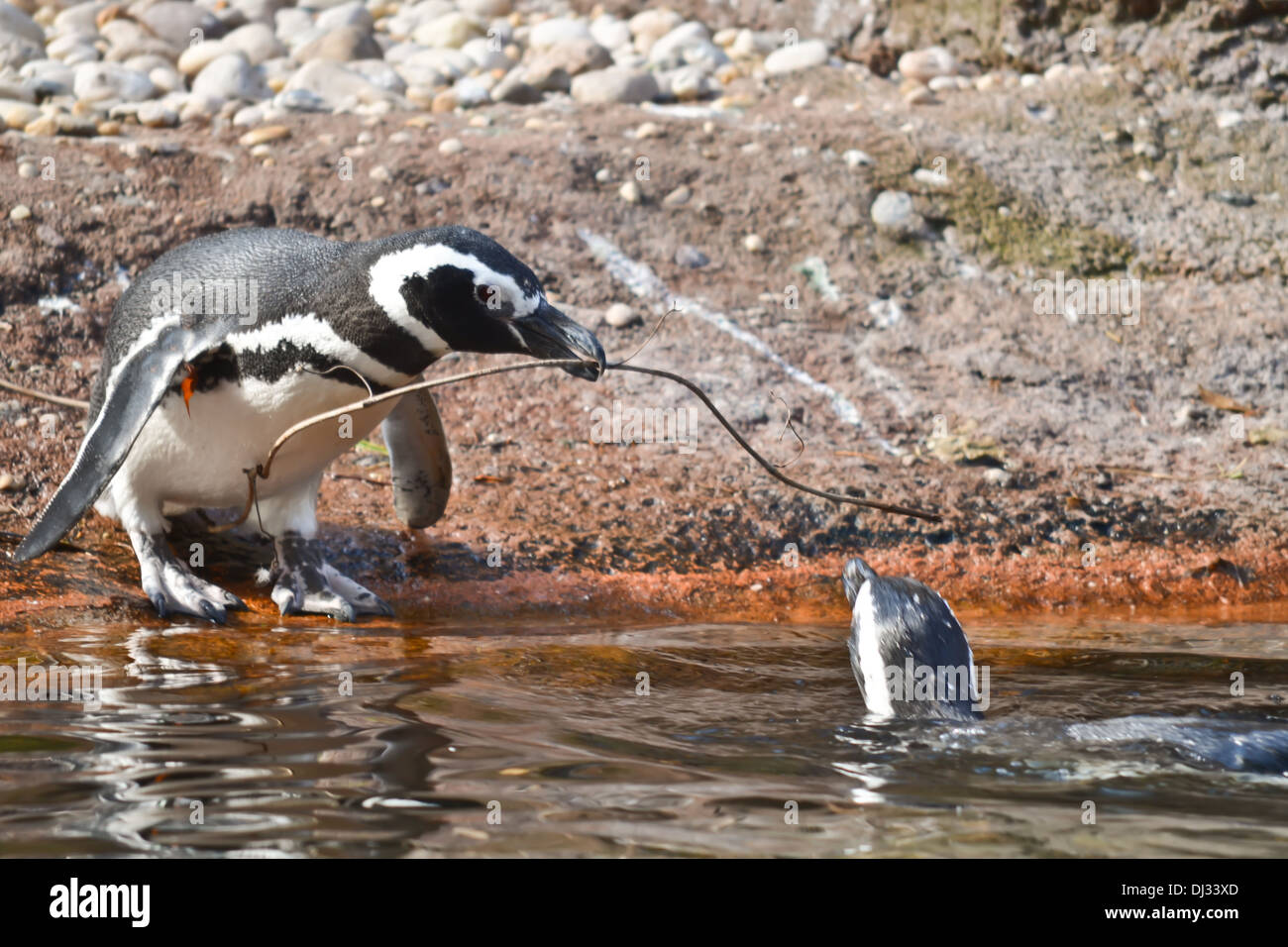 Healthy penguin hi-res stock photography and images - Alamy