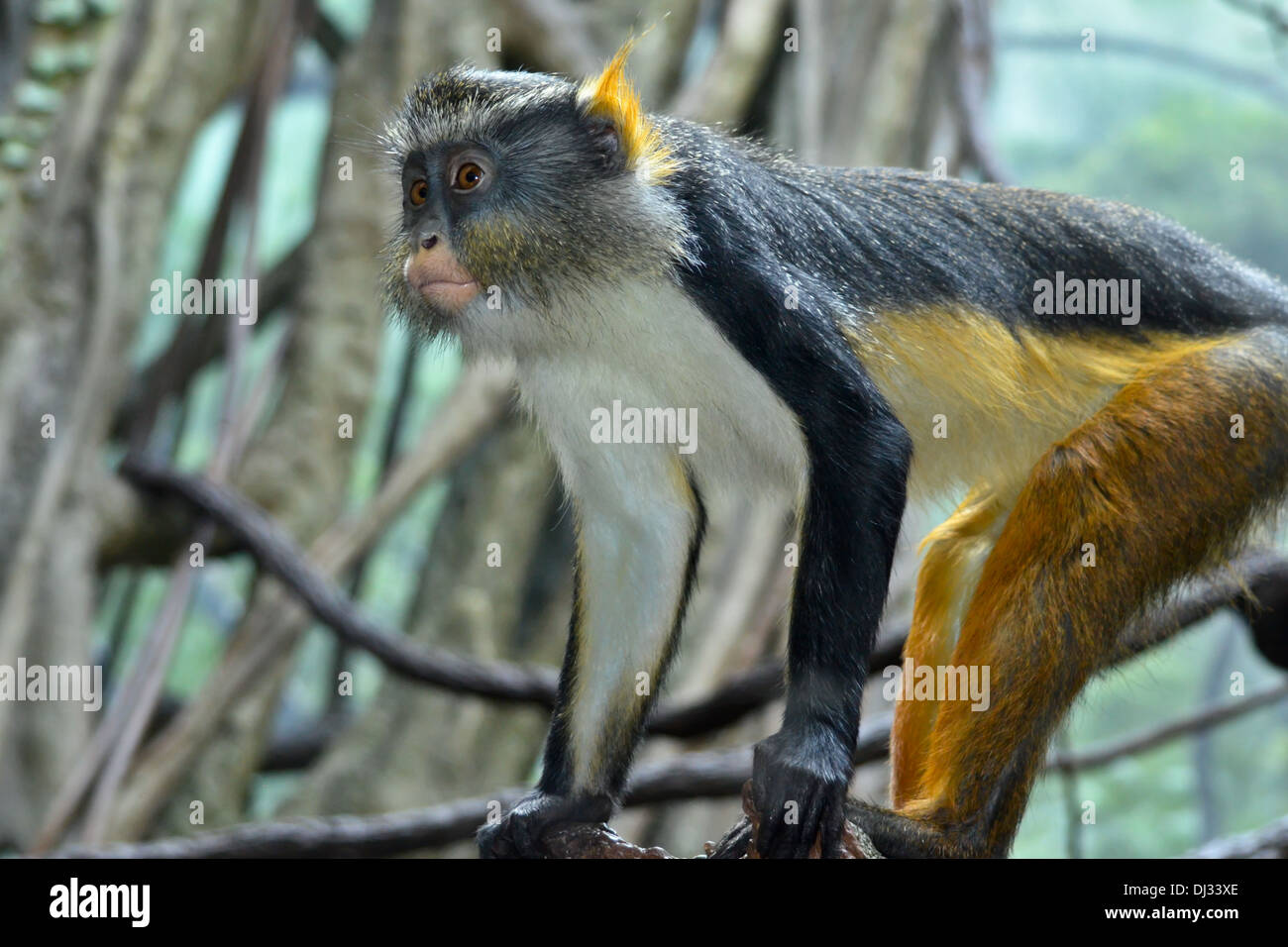 Mona monkey hi-res stock photography and images - Alamy