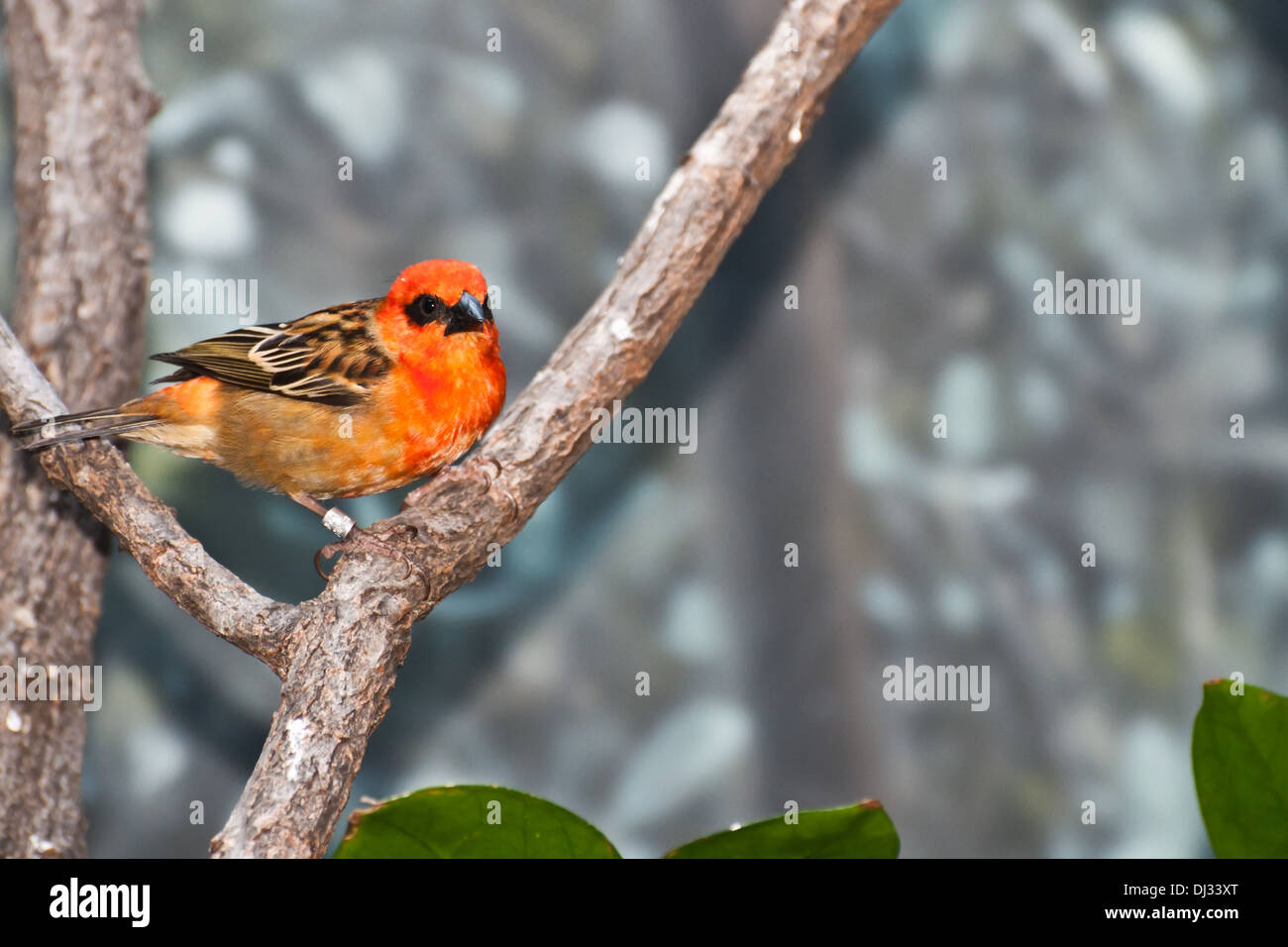 Cardinal fody hi-res stock photography and images - Alamy