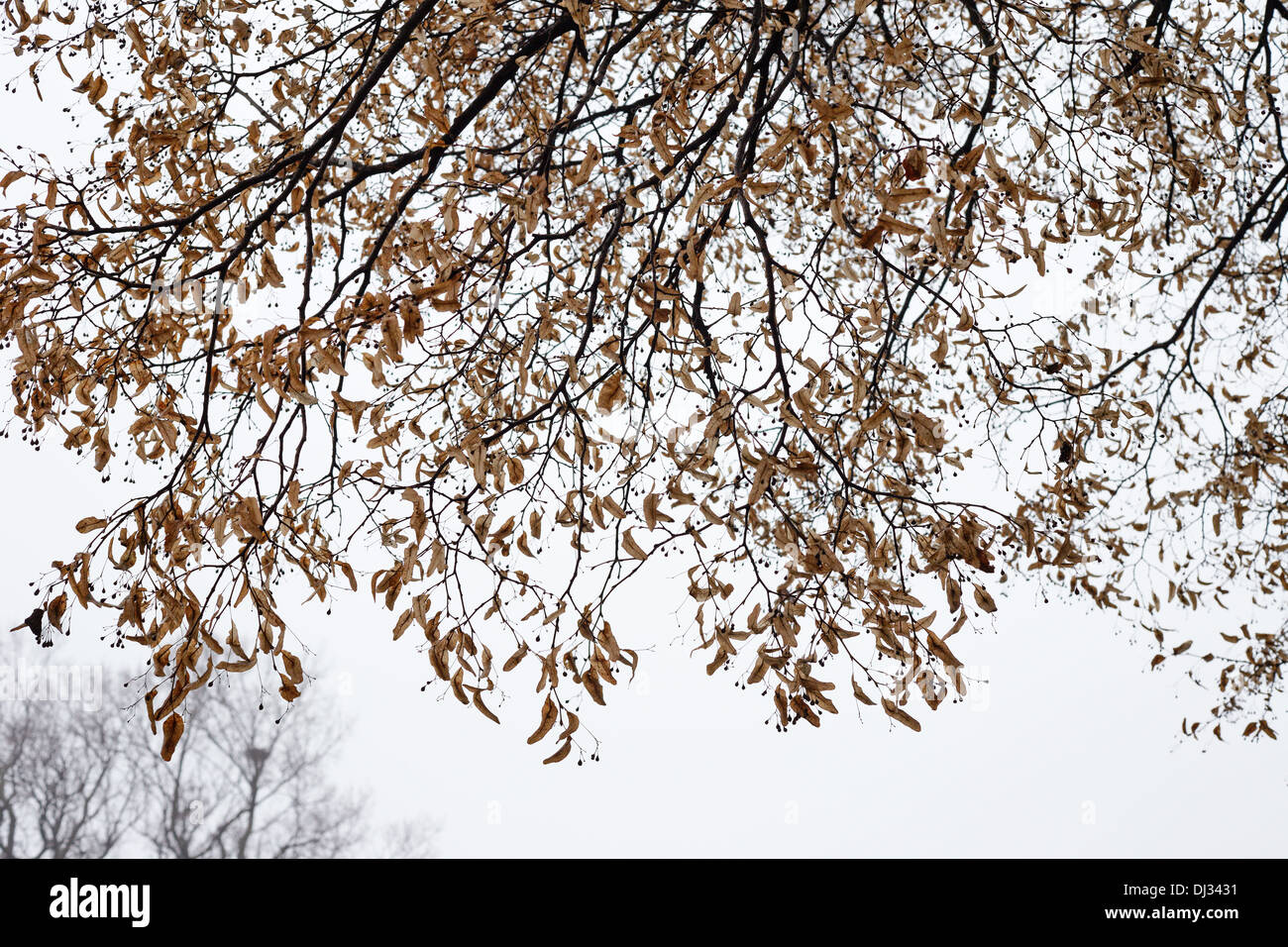Linden branches leaves in hi-res stock photography and images - Alamy