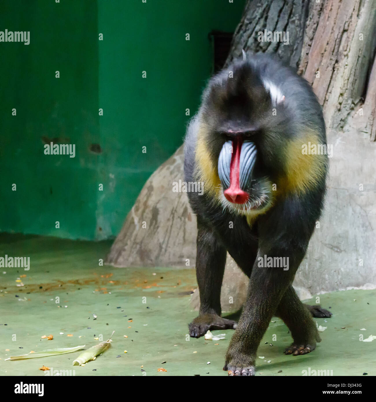 Mandrill monkey hi-res stock photography and images - Alamy