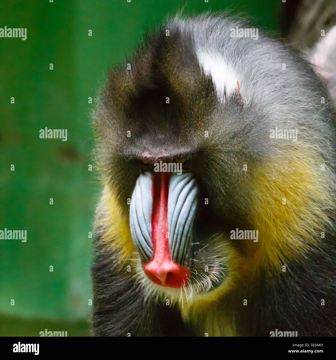 Mandrill monkey hi-res stock photography and images - Alamy