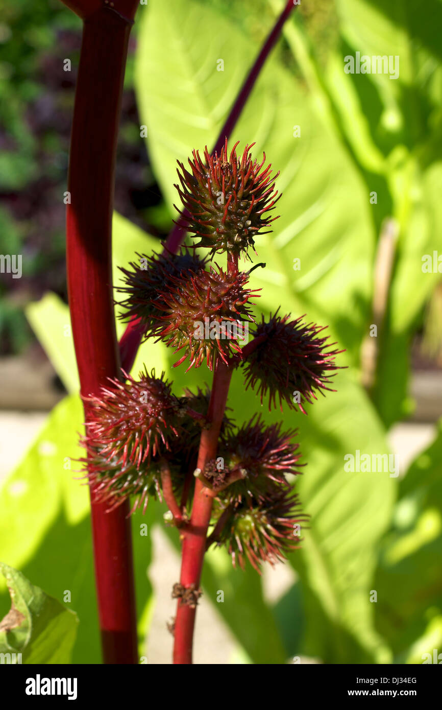 Ricin communis hi-res stock photography and images - Alamy