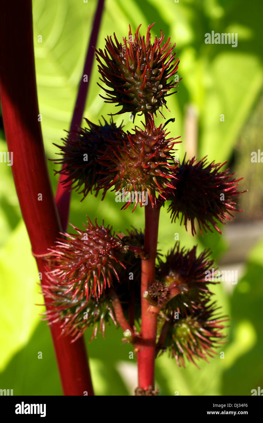 Caster oil plant ricinus communis hi-res stock photography and images ...