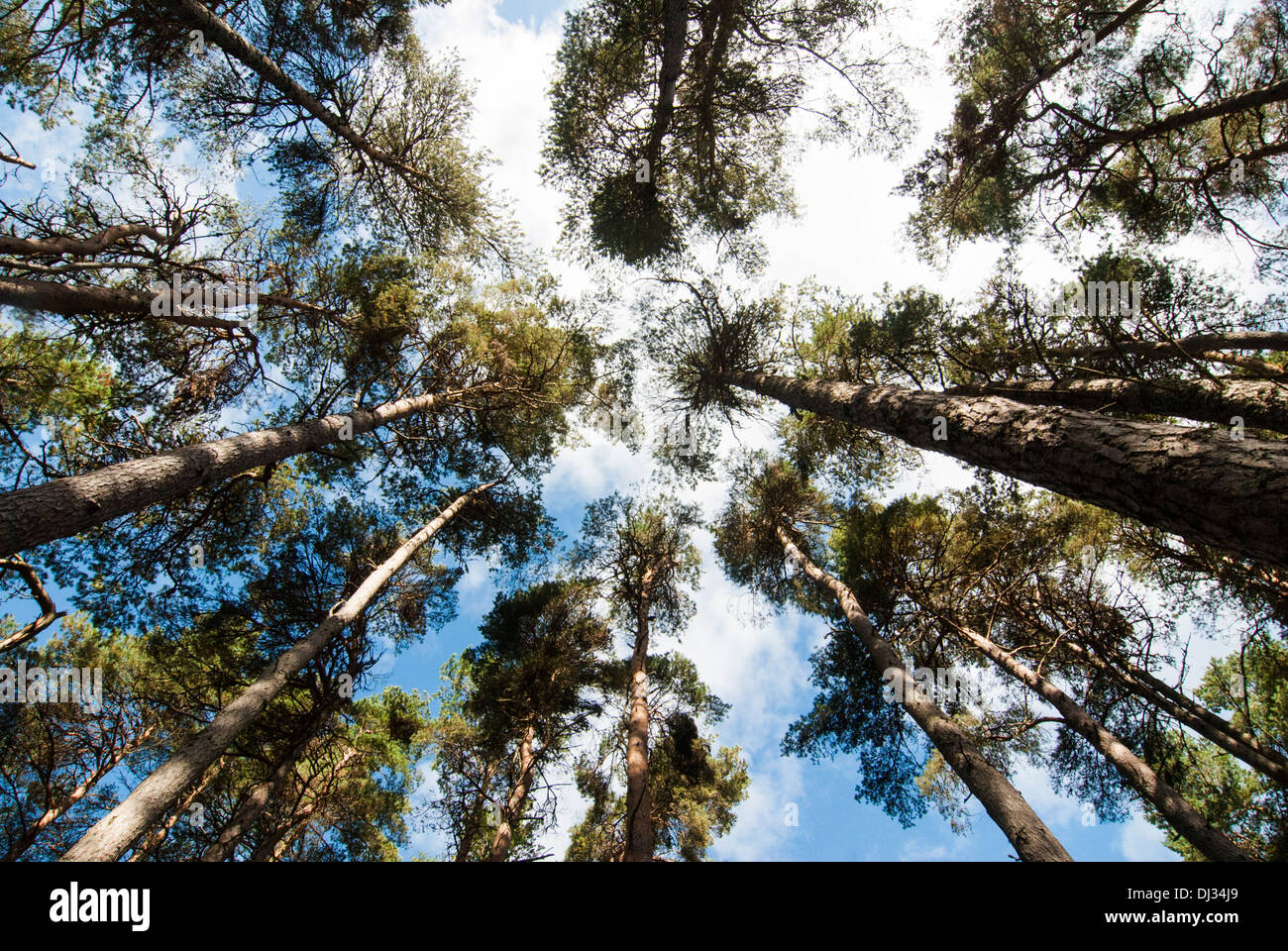 Upward view into trees hi-res stock photography and images - Alamy