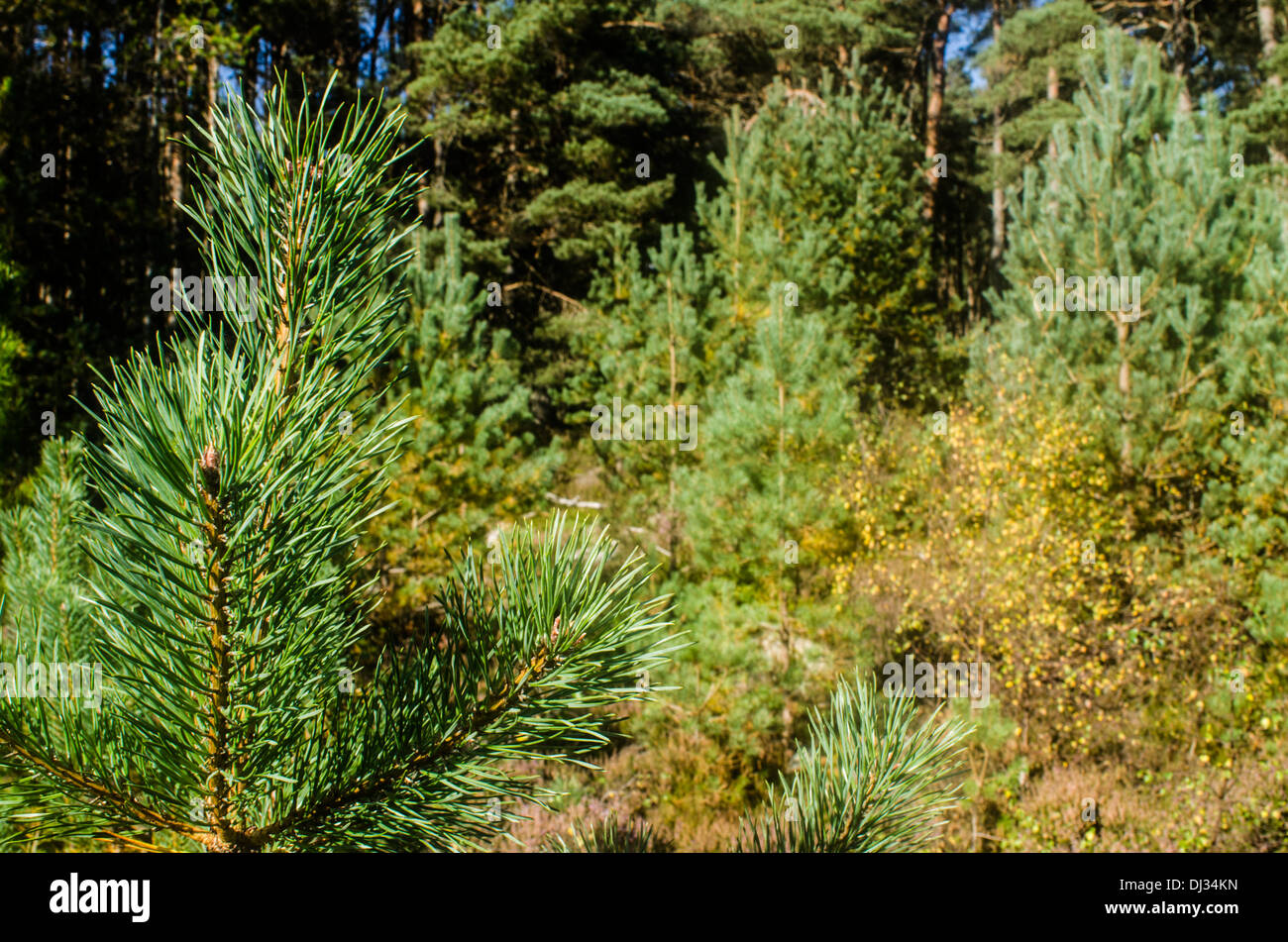 Pine Sapling High Resolution Stock Photography and Images - Alamy