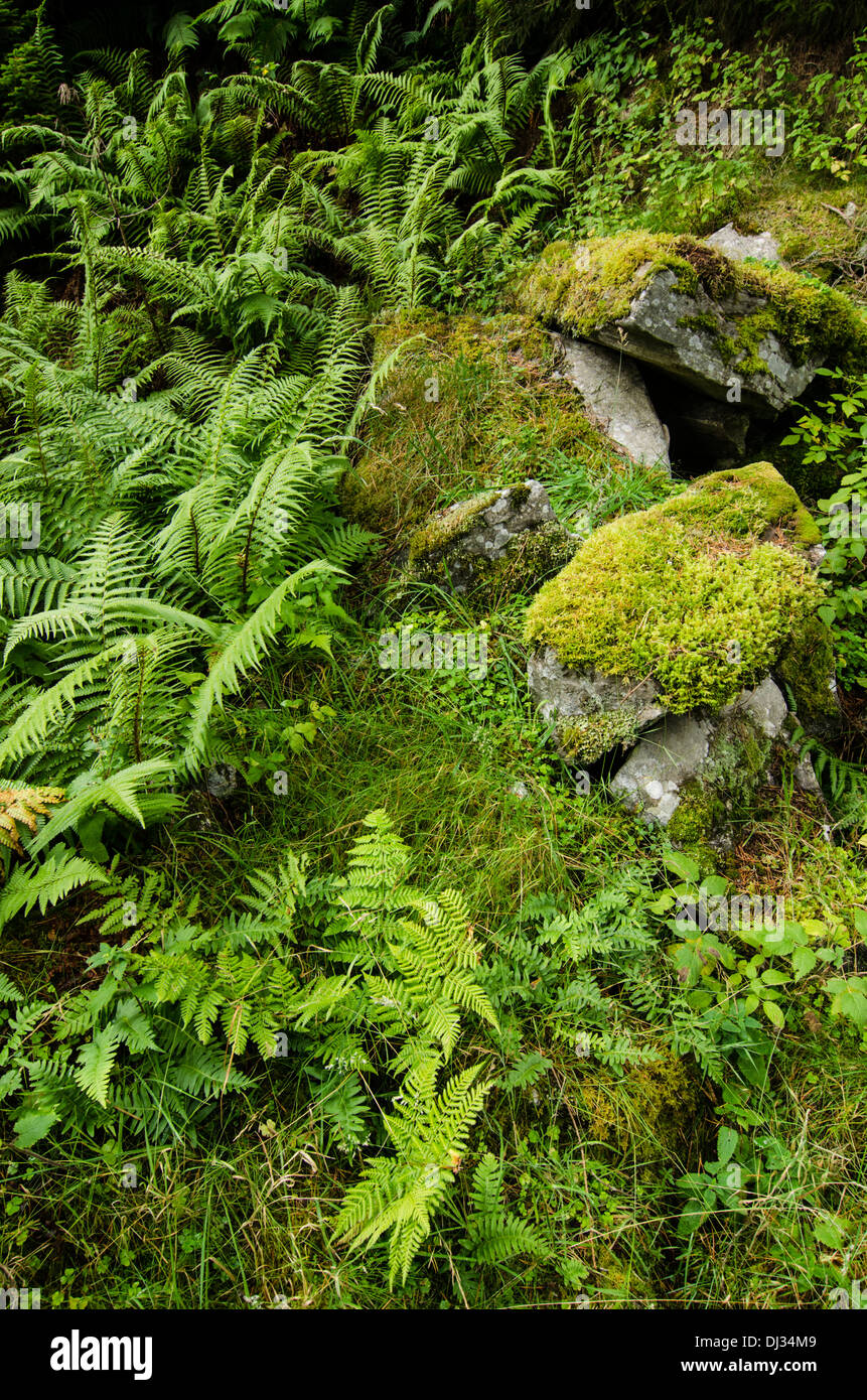 Ferns and rocks in portrait view Stock Photo - Alamy
