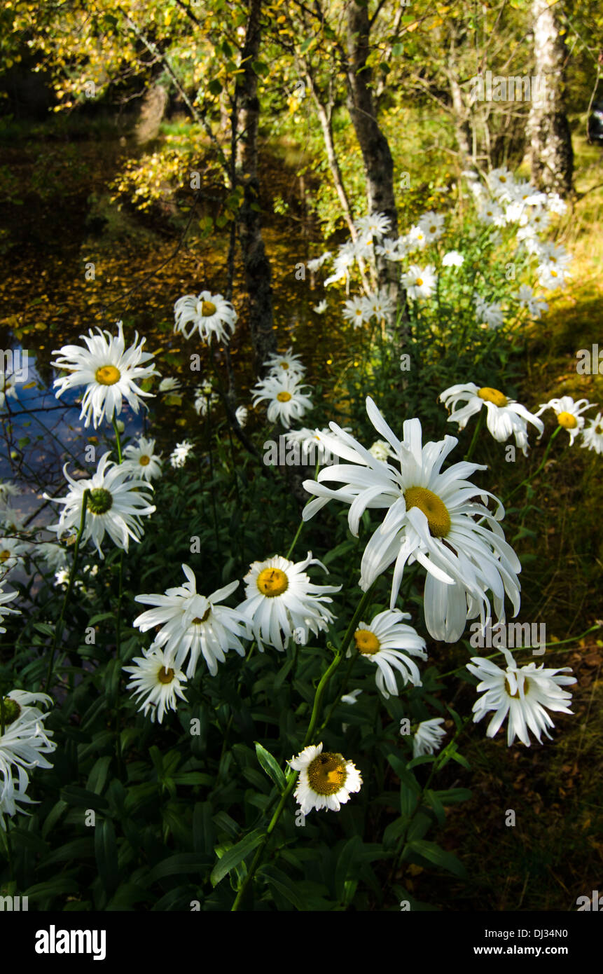 Portrait view of daisy and pond behind Stock Photo - Alamy