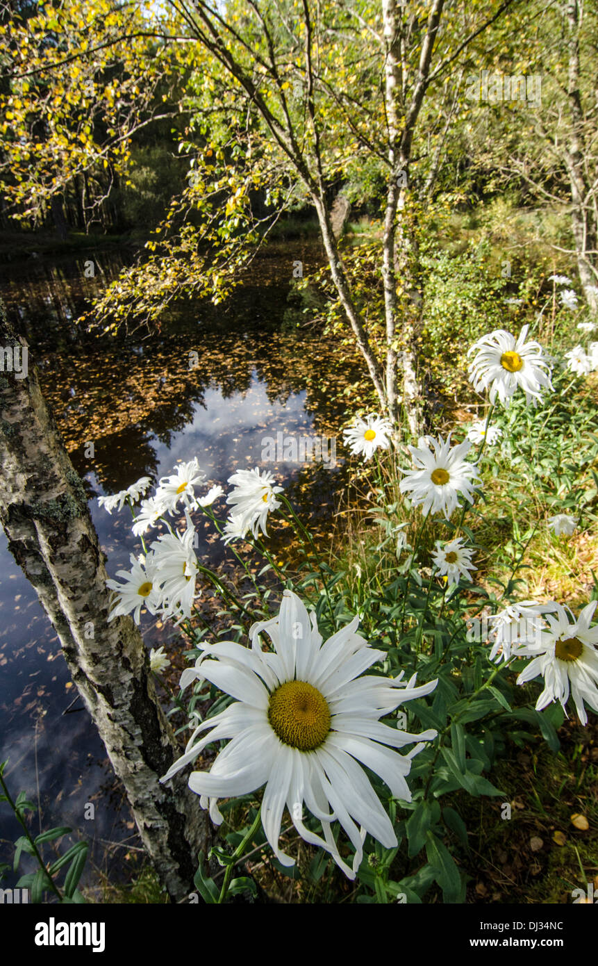 Portrait view of daisy and pond behind Stock Photo - Alamy