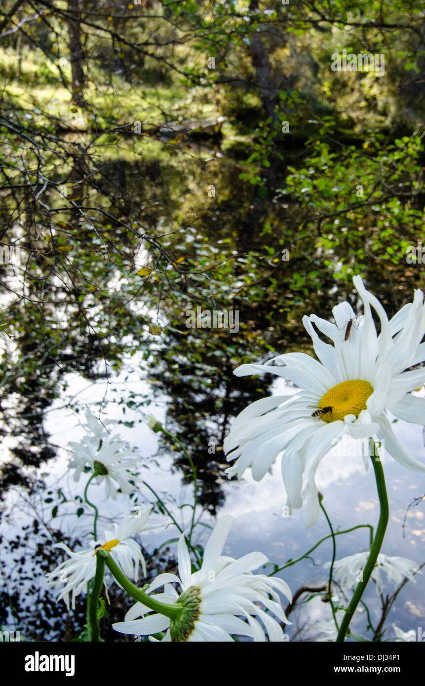 Portrait view of daisy with bee and pond behind Stock Photo - Alamy