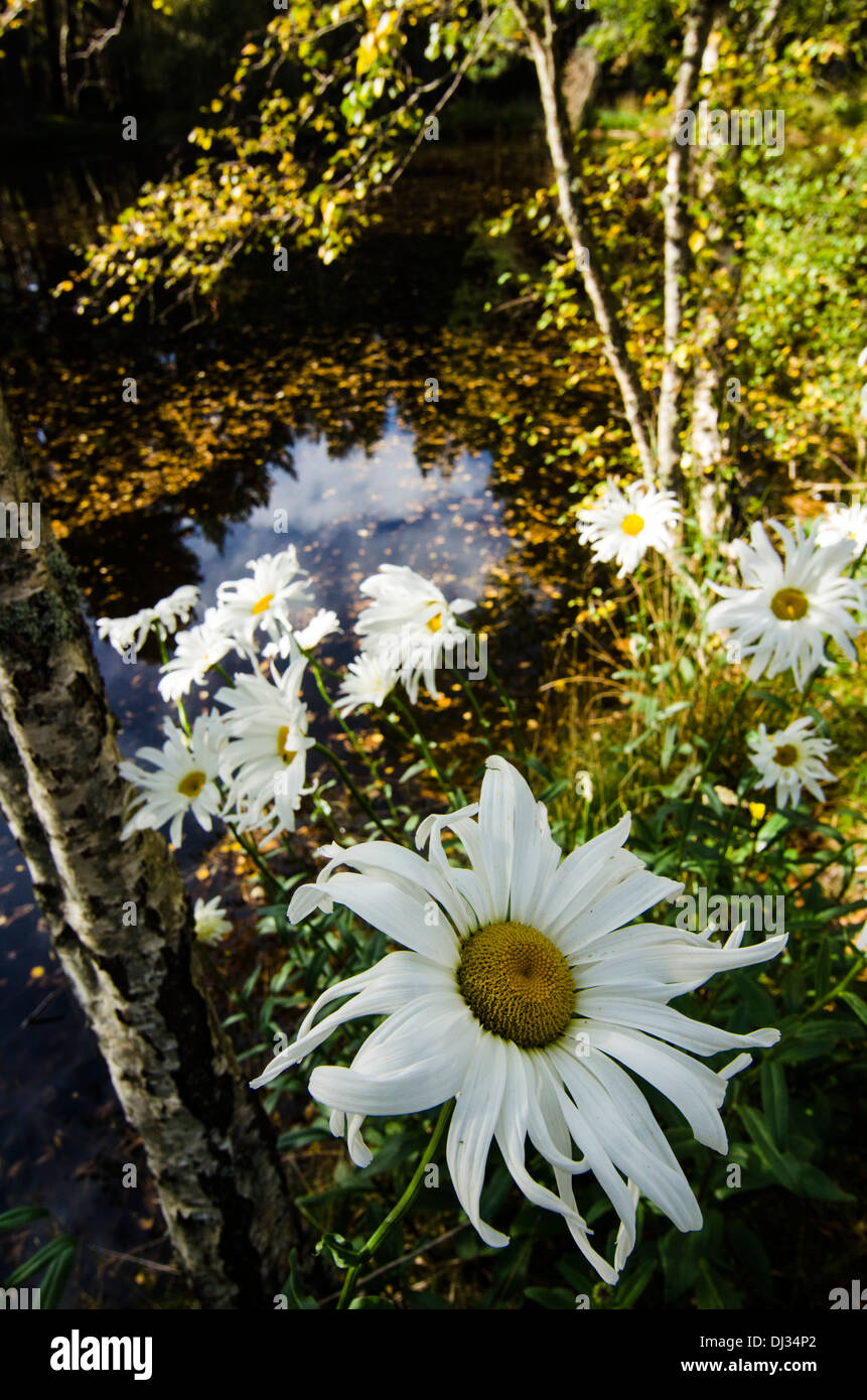 Portrait view of daisy and pond behind Stock Photo - Alamy