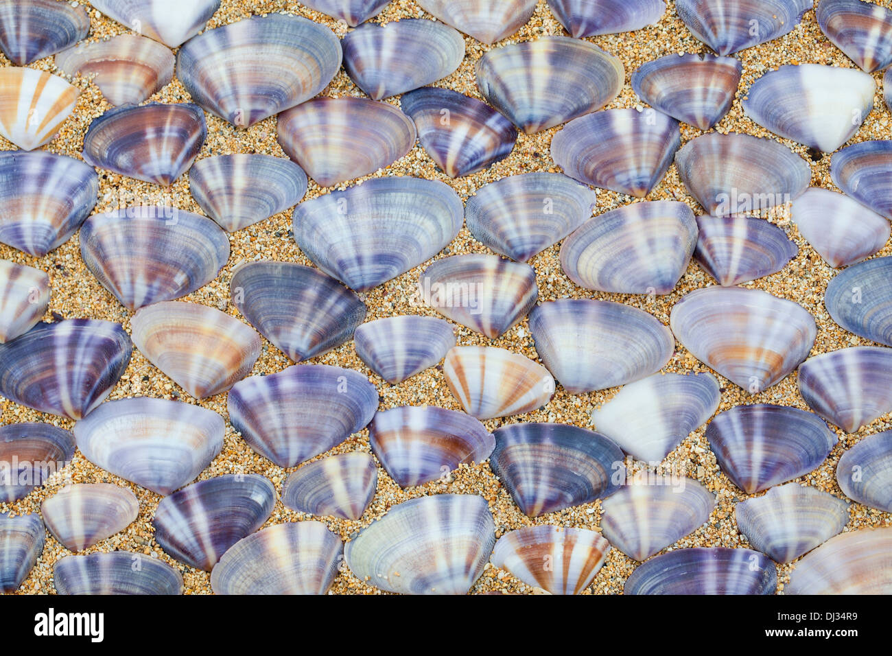 Seashells Laying In Rows In The Sand; Oahu, Hawaii, United States Of ...