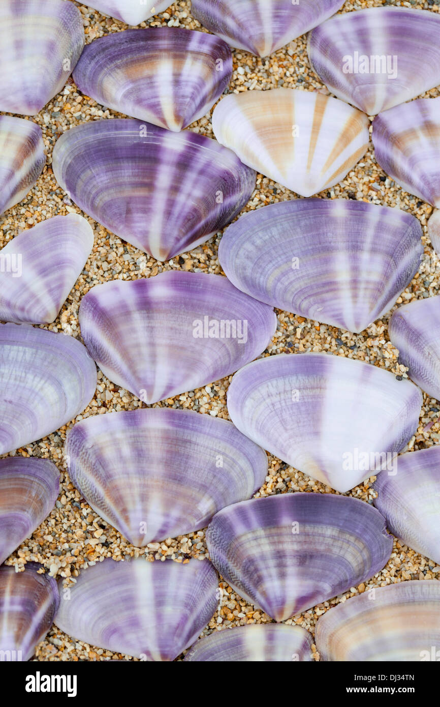 Laying in sea shells hi-res stock photography and images - Alamy