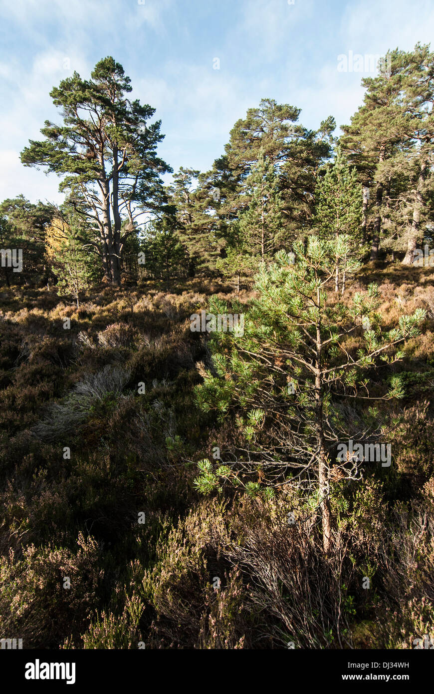 Portrait view on natural pine habitat Stock Photo - Alamy