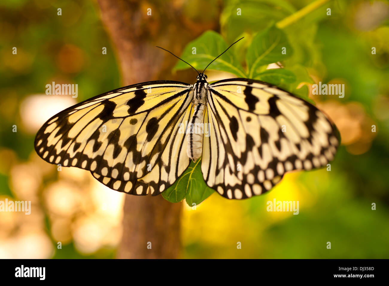 Butterfly Compound Eye Facet High Resolution Stock Photography and ...