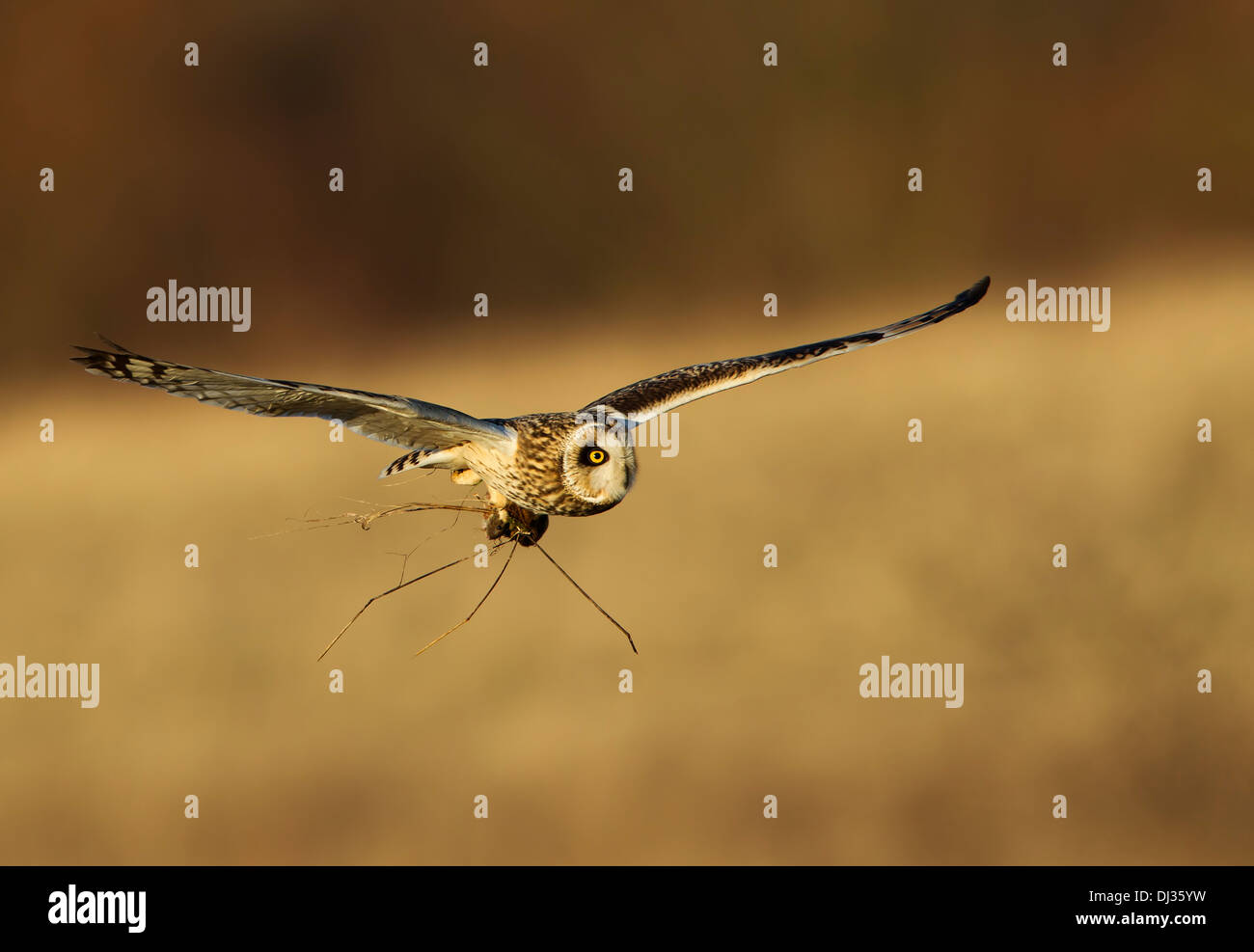 Short eared owl in flight with a vole in it's talons, Hanging Houghton ...